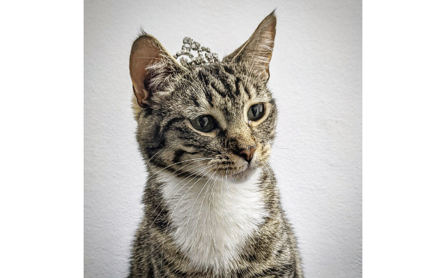 Order Coffee Cats Lincoln eGift Cards