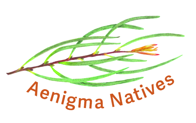 Order Aenigma Natives eGift Cards