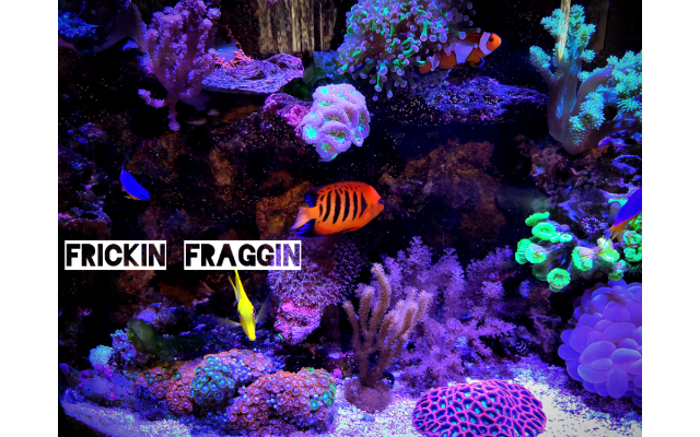 Order Frickin Fraggin eGift Cards