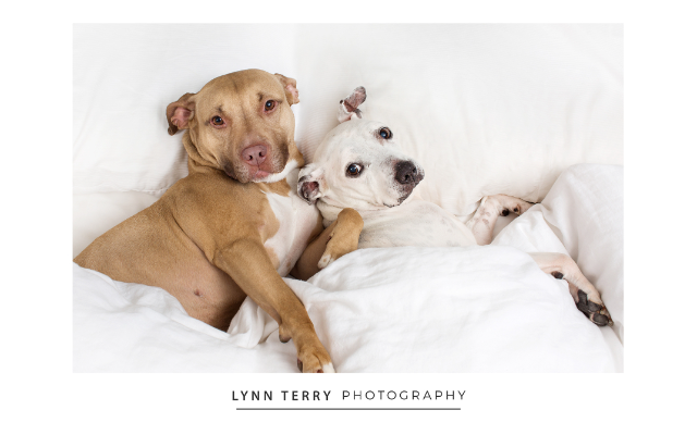Order Lynn Terry Photography eGift Cards