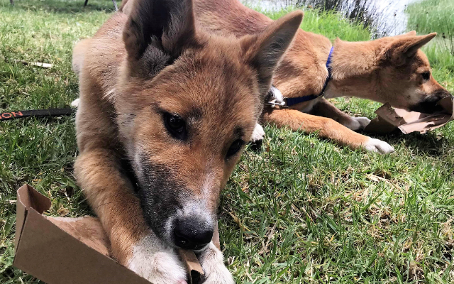 Order Australian Dingo Foundation eGift Cards